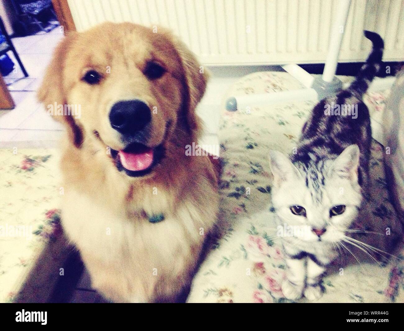 Cat and dog side to side hi-res stock photography and images - Alamy