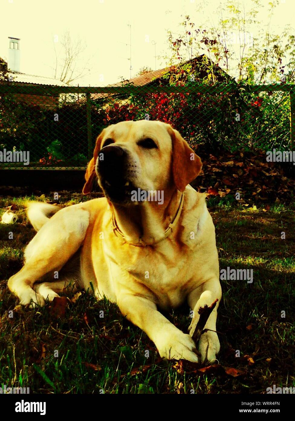 Labrador In Front Of Fence High Resolution Stock Photography and Images ...