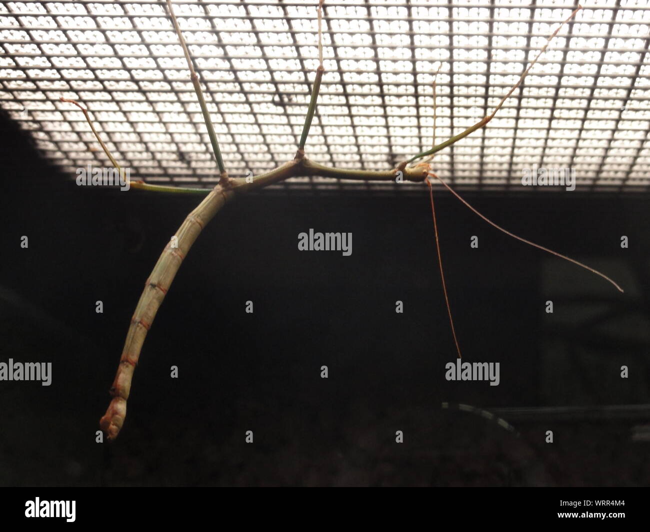 Cage insect hi-res stock photography and images - Alamy