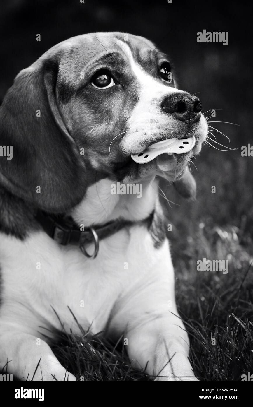 Pacifier in mouth hi-res stock photography and images - Alamy