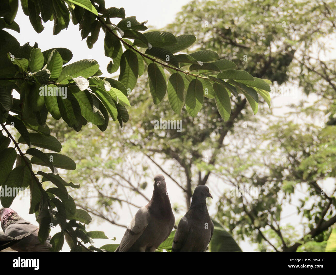Pigeons tree hi-res stock photography and images - Alamy