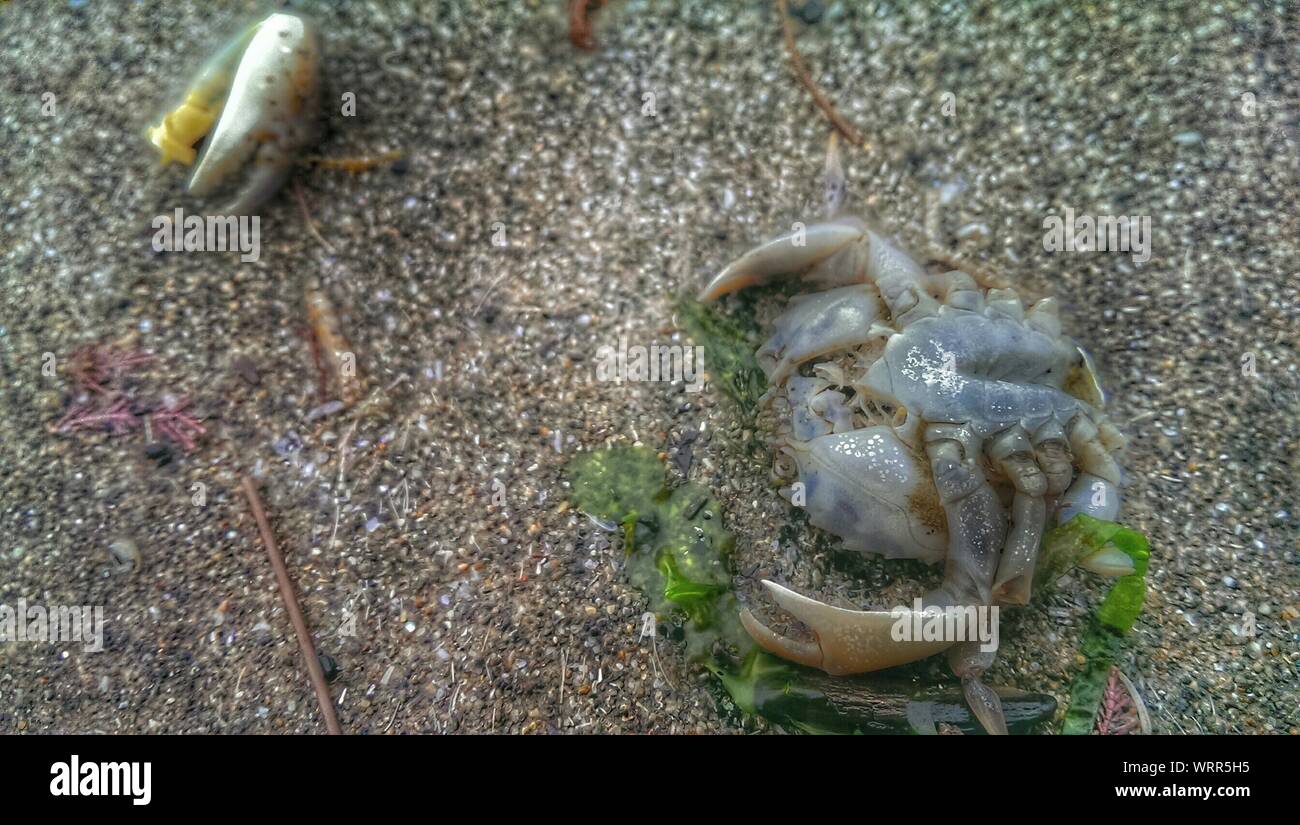 Dead crab on sand hi-res stock photography and images - Alamy