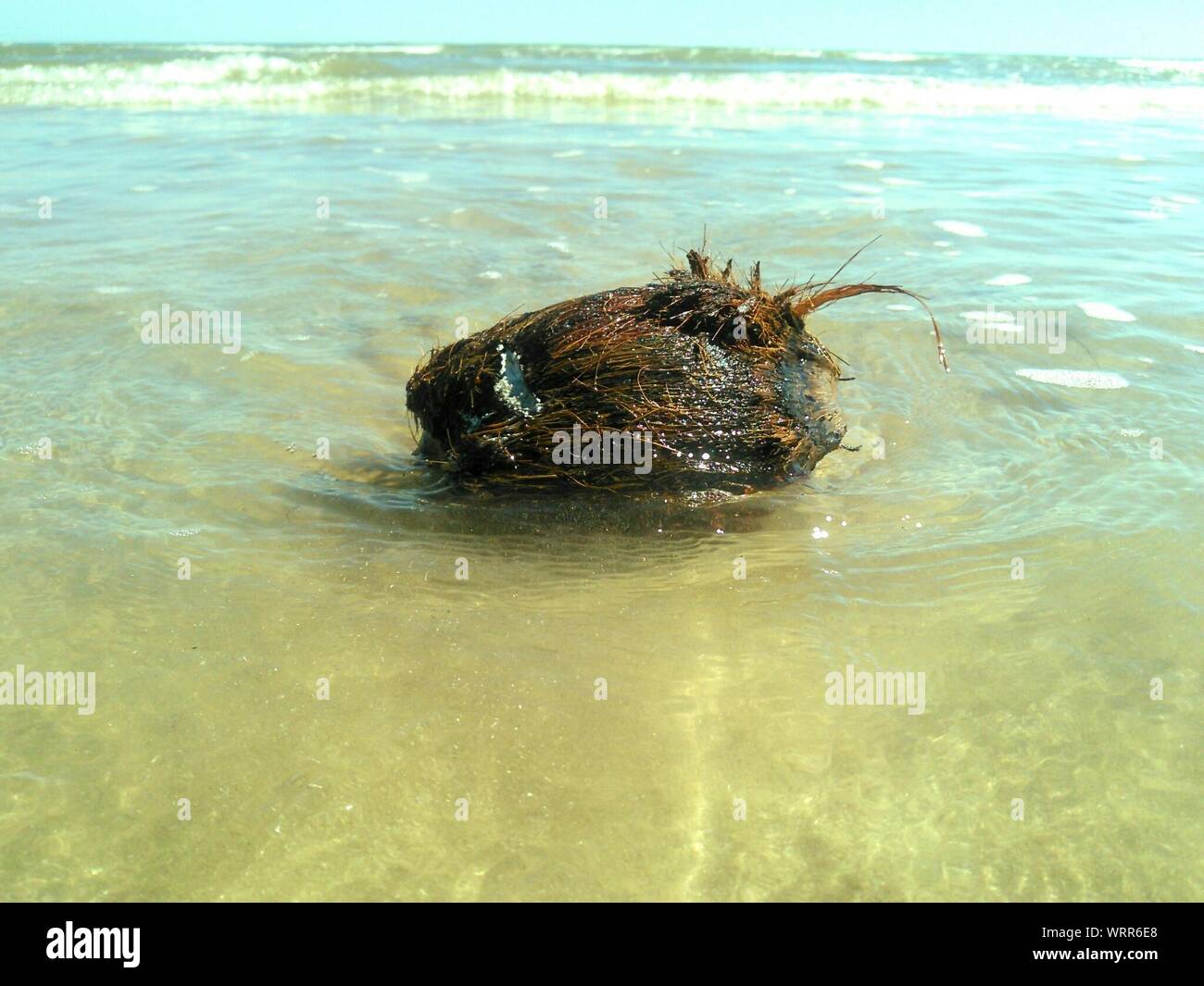 Coconut Floating In Water High Resolution Stock Photography and Images ...