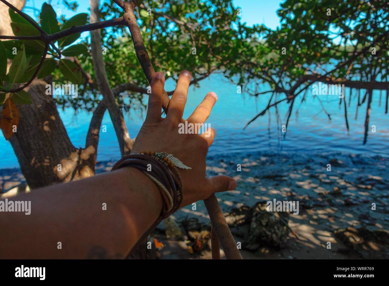 Holding tree branch hi-res stock photography and images - Alamy