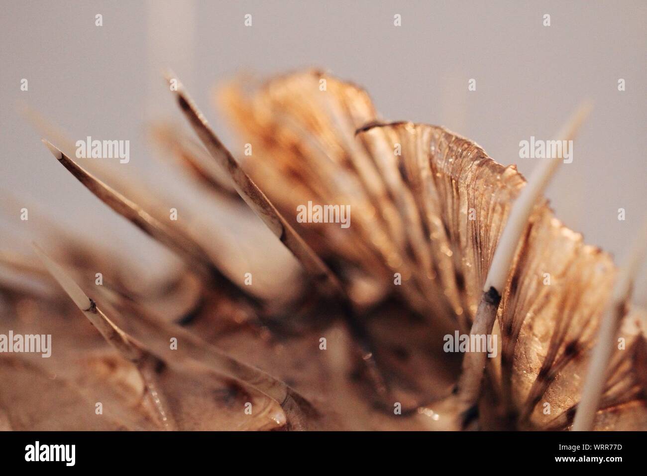 Spiked fish hi-res stock photography and images - Alamy