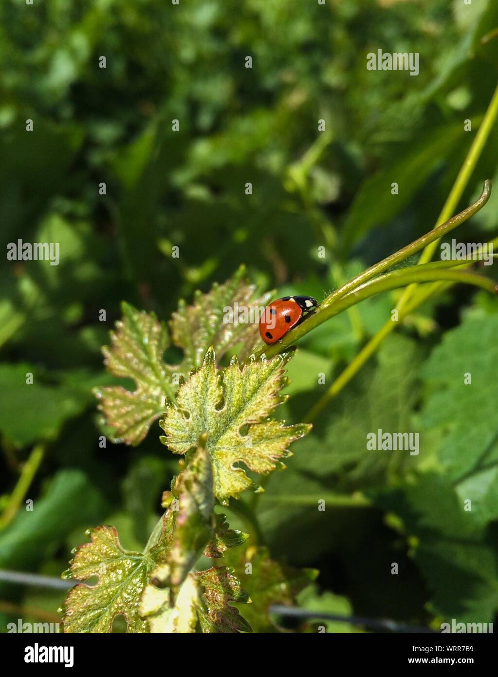 Ladybug on a stem hi-res stock photography and images - Alamy