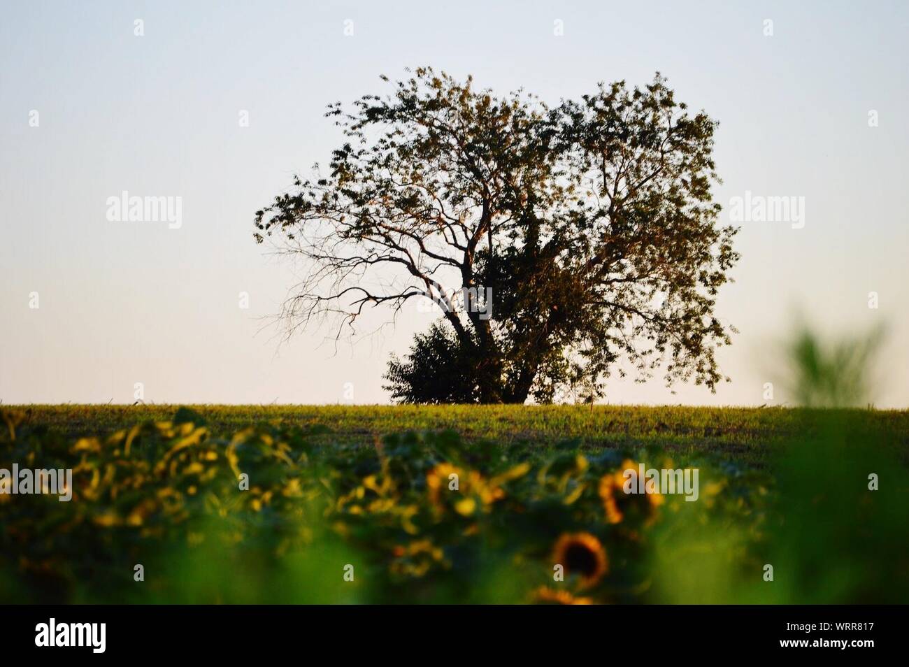 Sunflower tree hi-res stock photography and images - Alamy