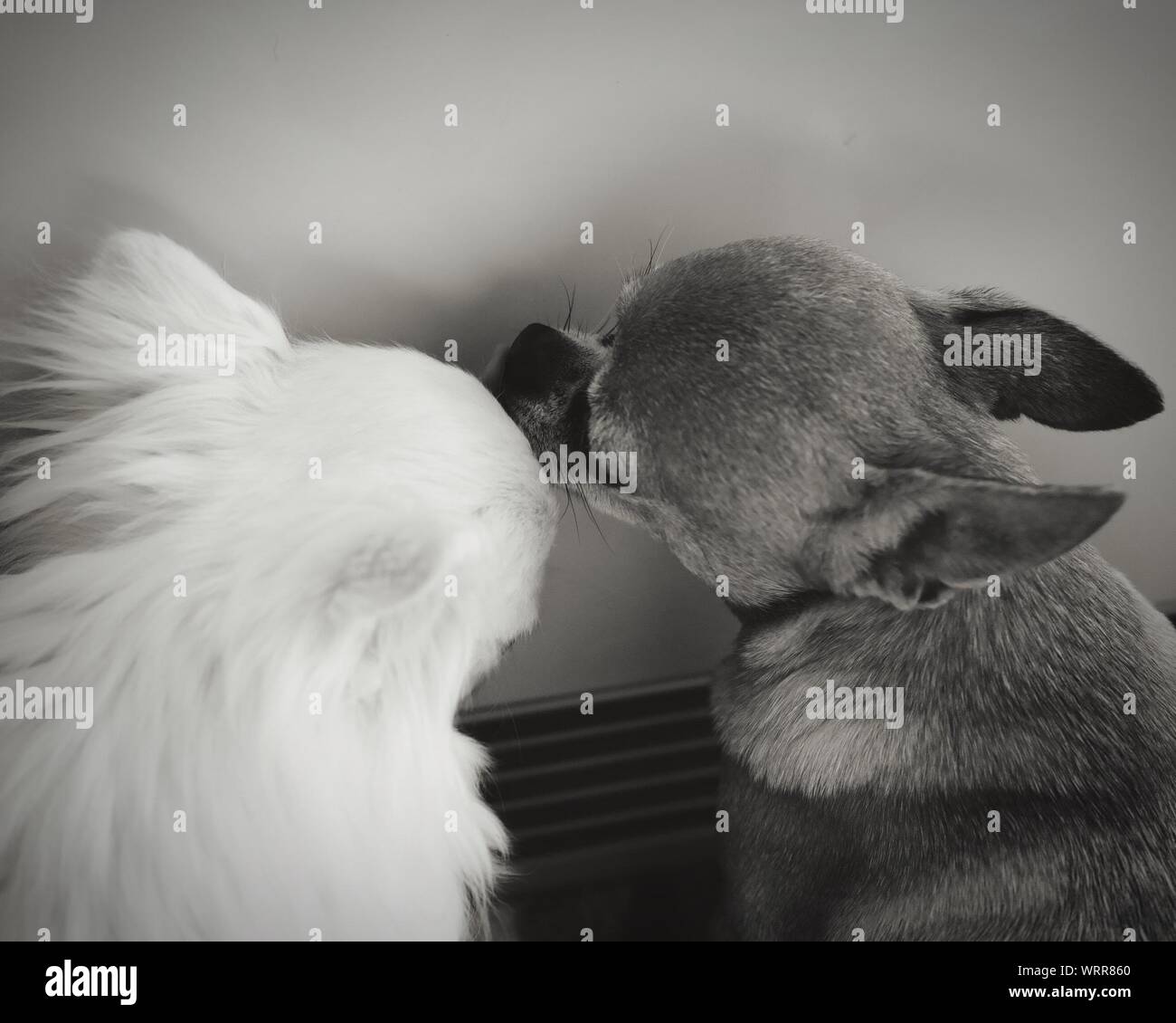 Two dogs heads hi-res stock photography and images - Alamy