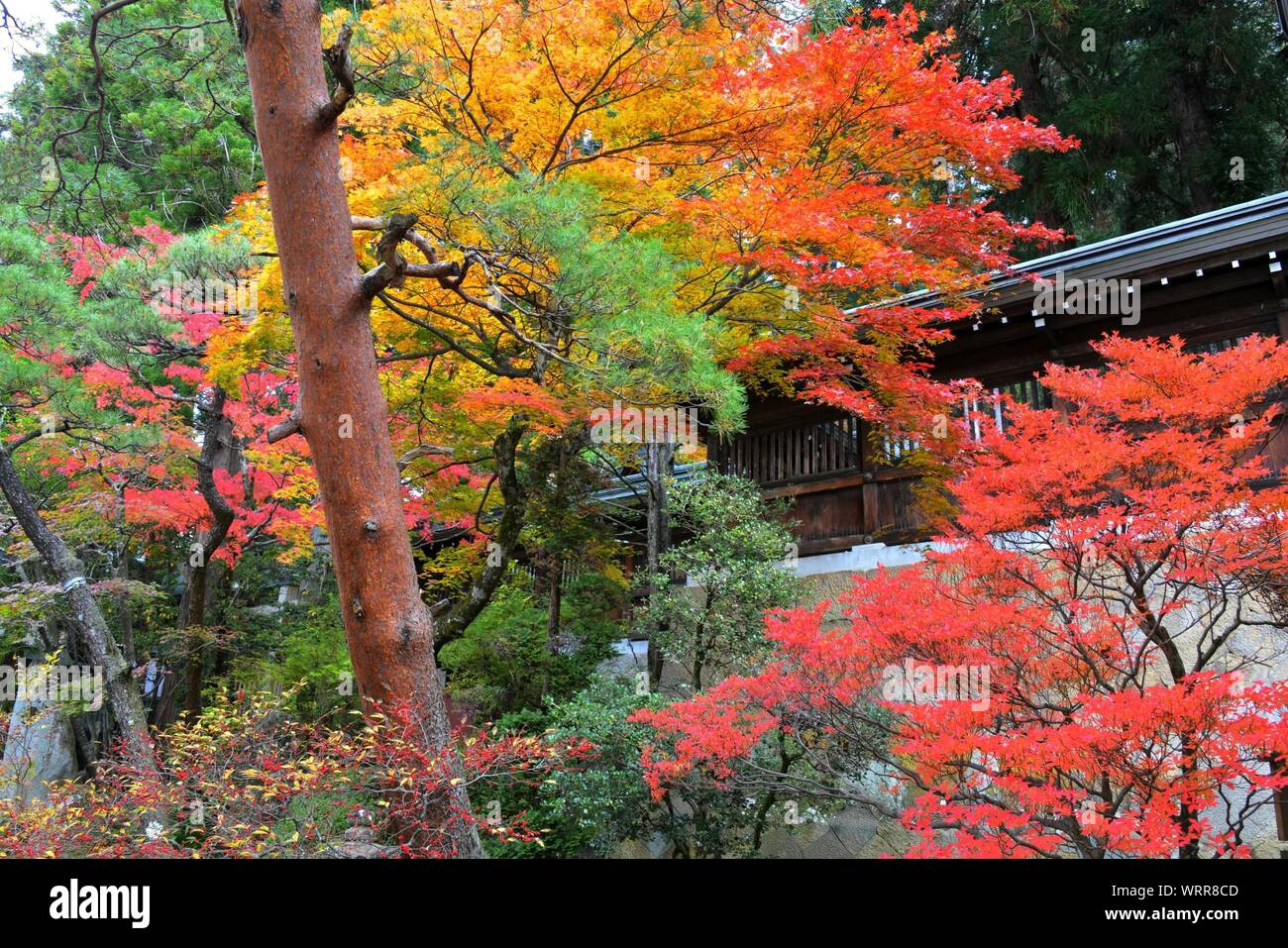 Red maple tree forest hi-res stock photography and images - Alamy