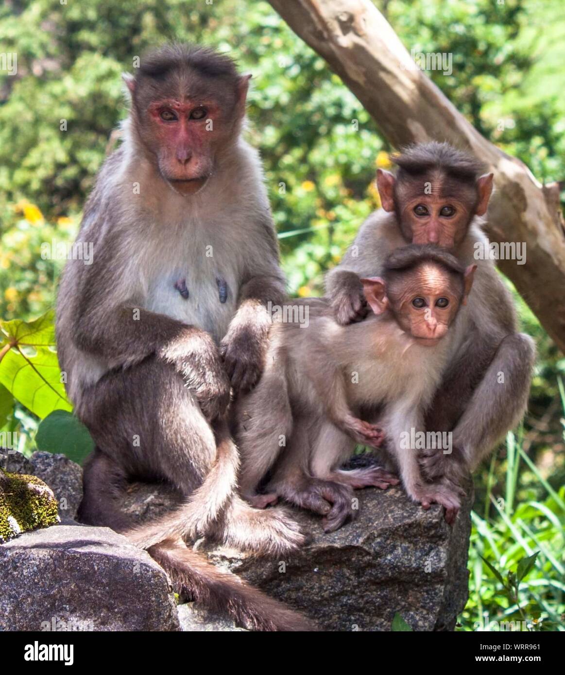 Family of monkeys on rock hi-res stock photography and images - Alamy
