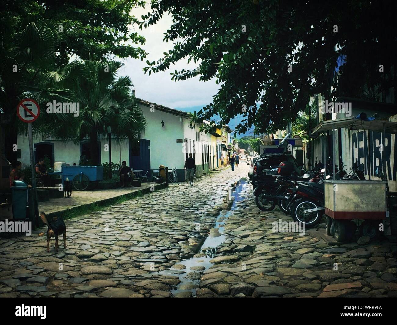 Tree cobble street hi-res stock photography and images - Alamy