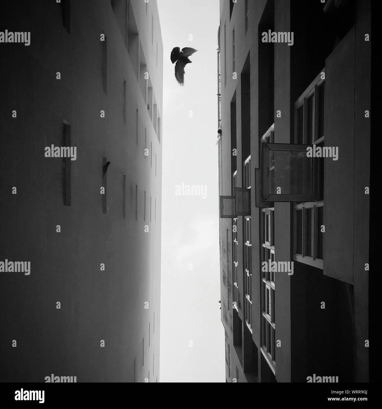 Flying between buildings hi-res stock photography and images - Alamy