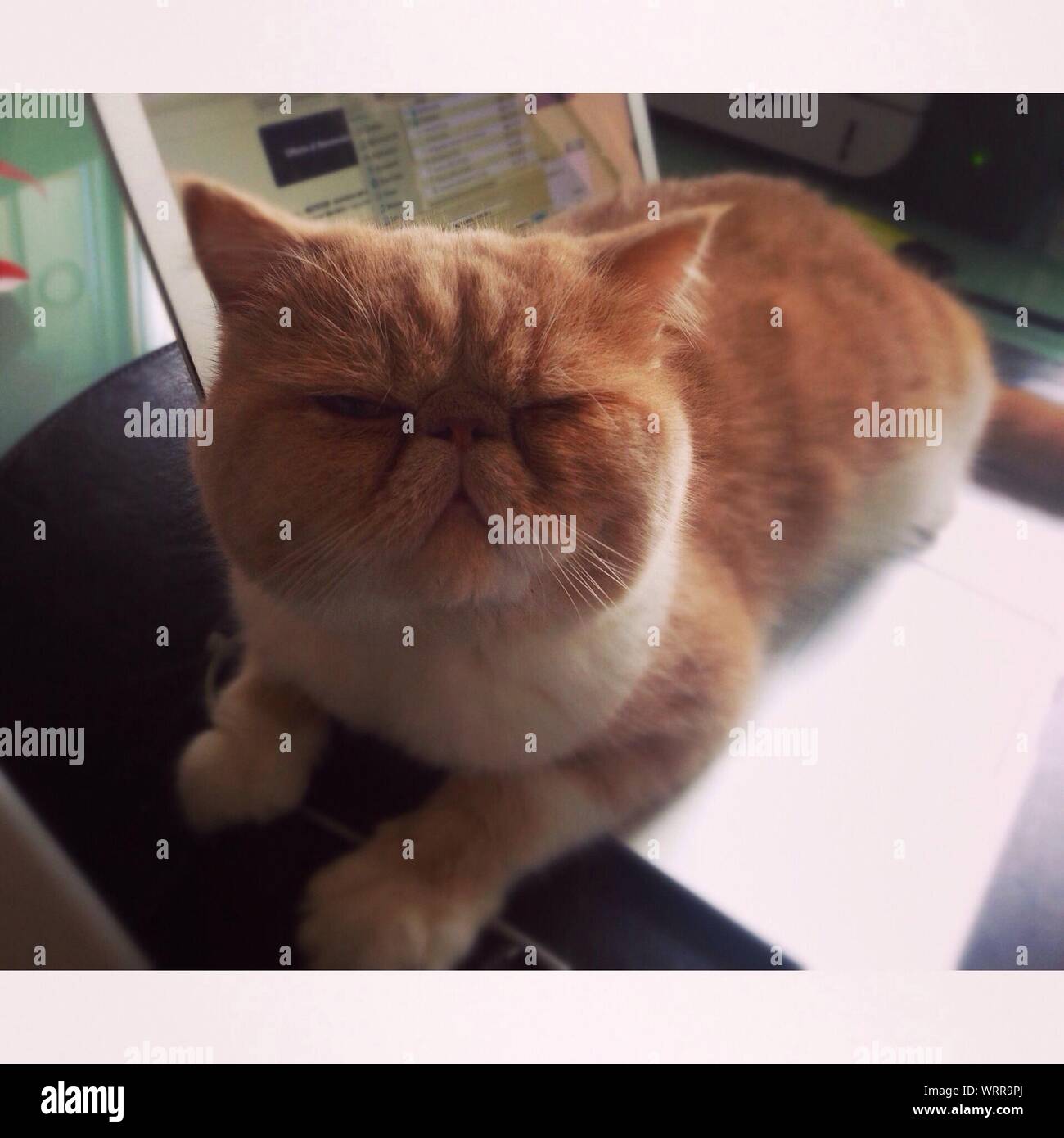 Serious Cat High Resolution Stock Photography and Images - Alamy