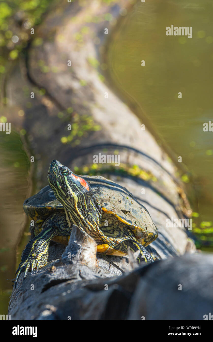 Red-eared Slider (Trachemys scripta elegans) basking in morning on log ...