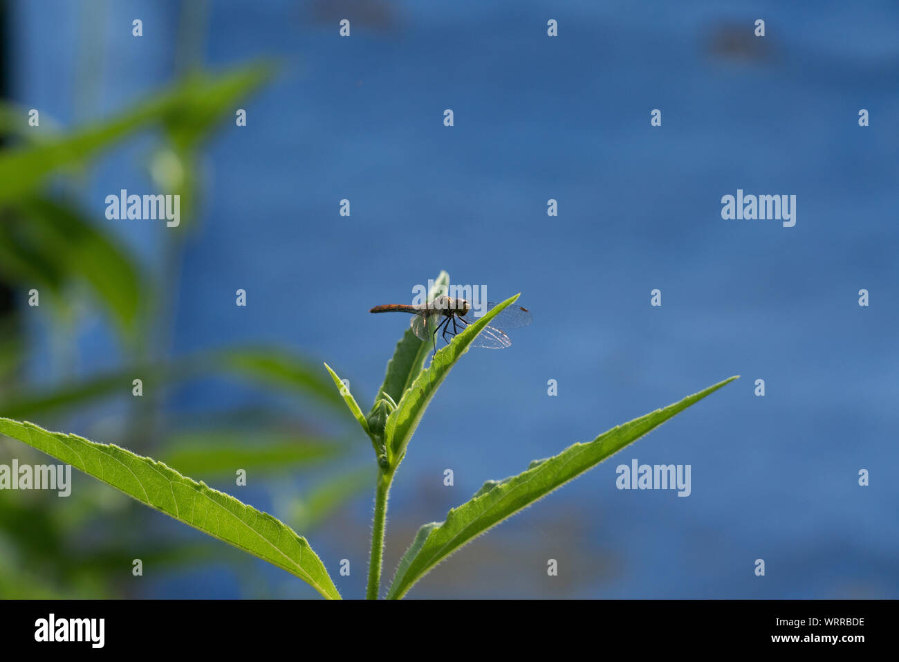 ASTRA National Museum Complex Muzeul Civilizației Populare Tradiționale ...