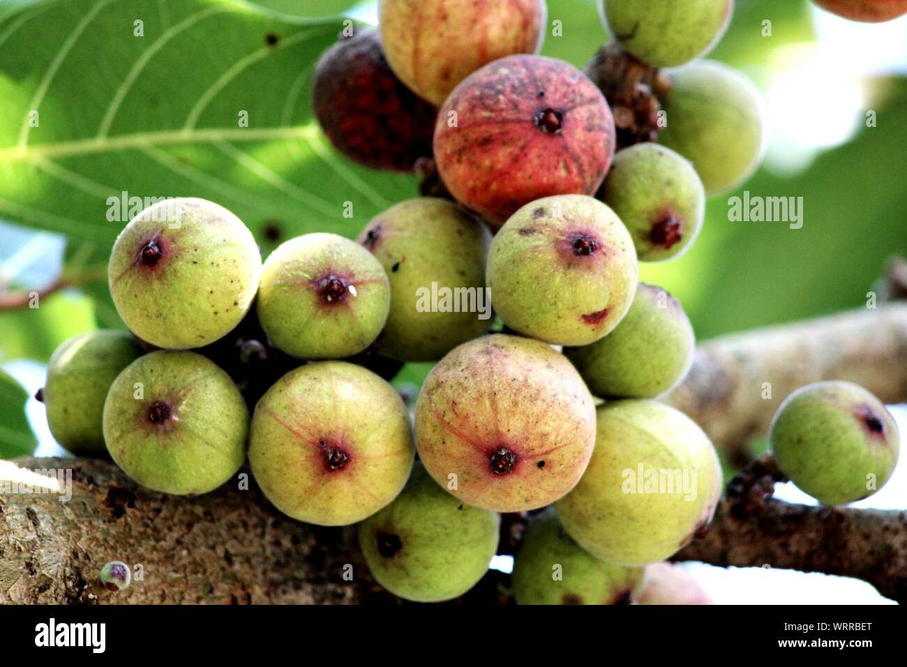 Fruit Of Banyan Tree High Resolution Stock Photography And Images Alamy