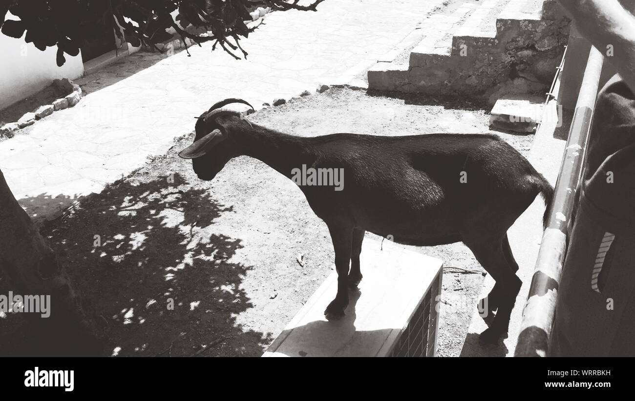 Retaining livestock hi-res stock photography and images - Alamy