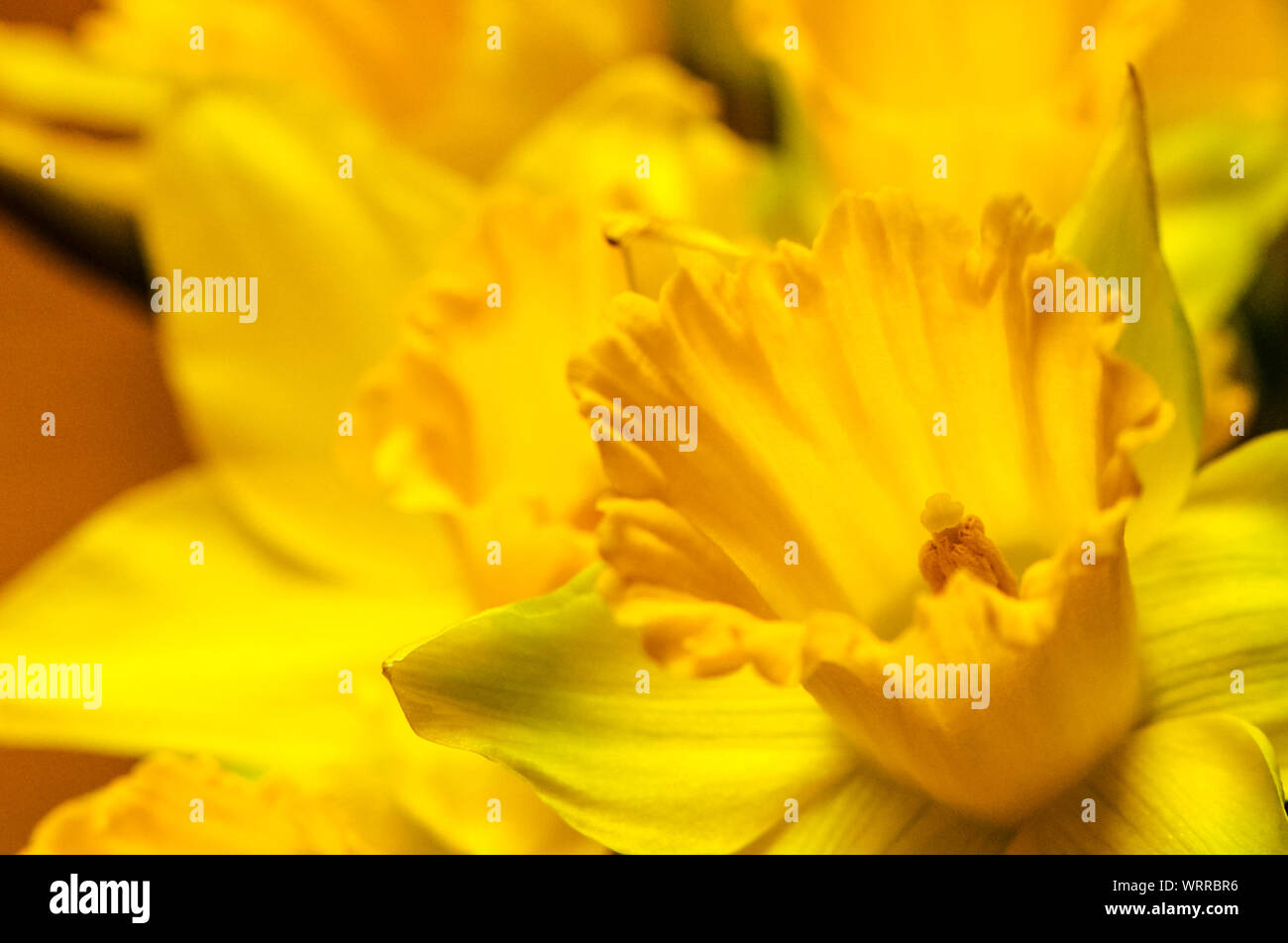 Detail Of Daffodil Head High Resolution Stock Photography and Images ...
