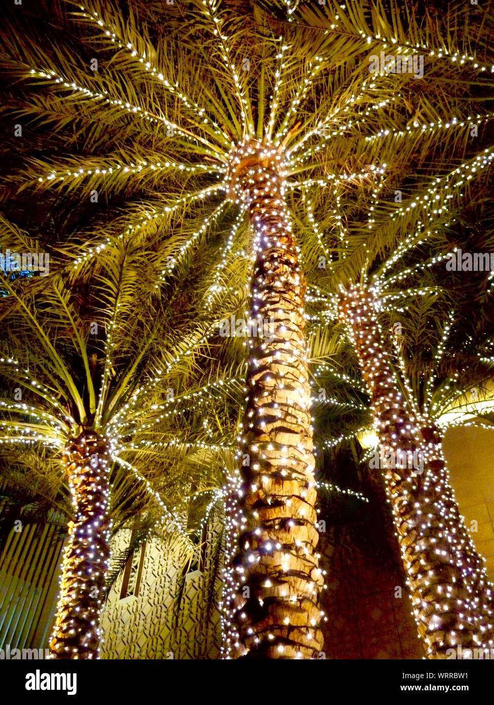 Illuminated palm trees hi-res stock photography and images - Alamy