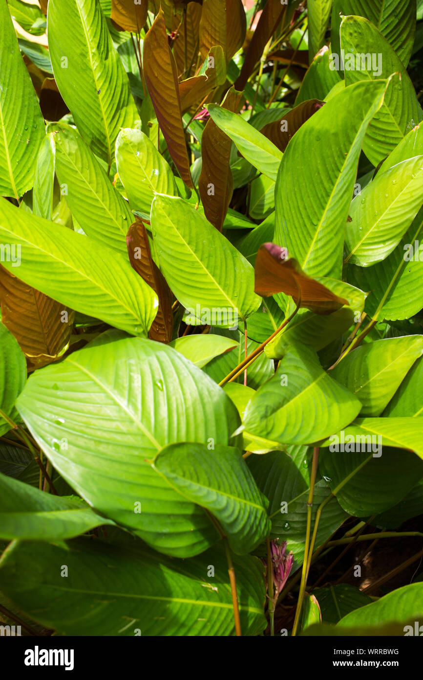 Philodendron "Red Emerald", Leaf have two colours Stock Photo - Alamy