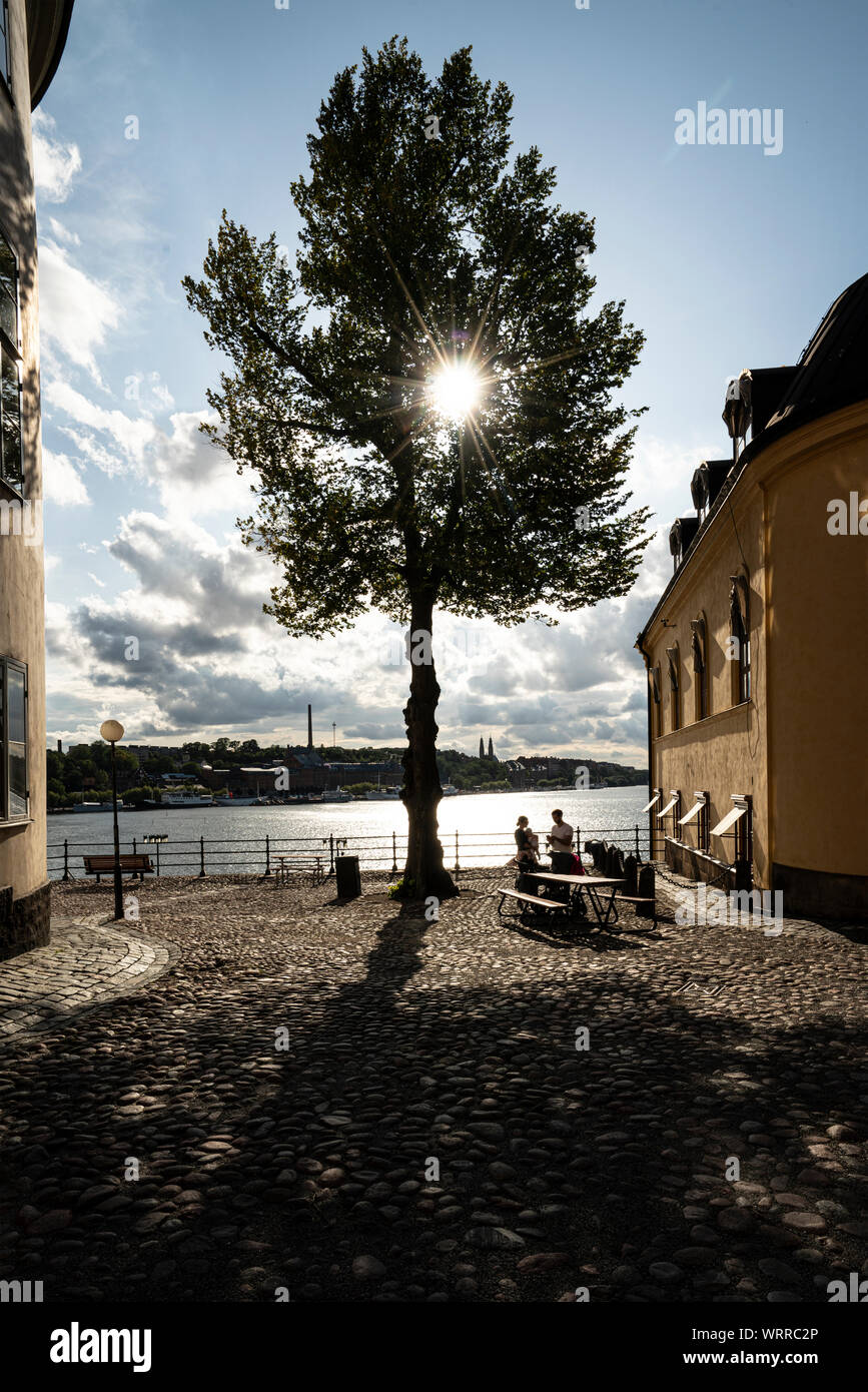 Stockholm, Sweden. September 2019. the sun in the branches of a tree in ...