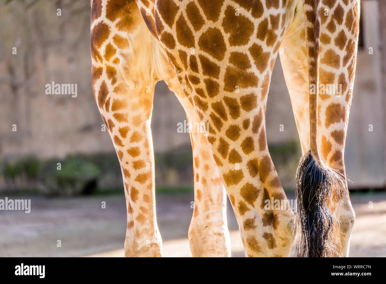 Giraffe Legs High Resolution Stock Photography and Images - Alamy