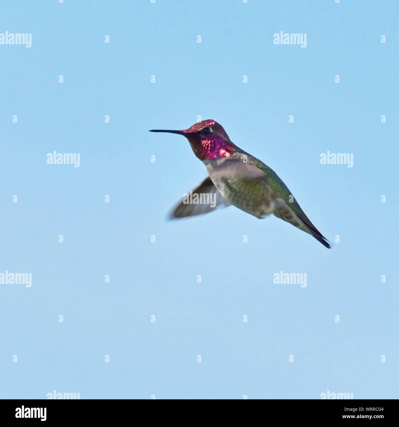 Hummingbird flying away hi-res stock photography and images - Alamy
