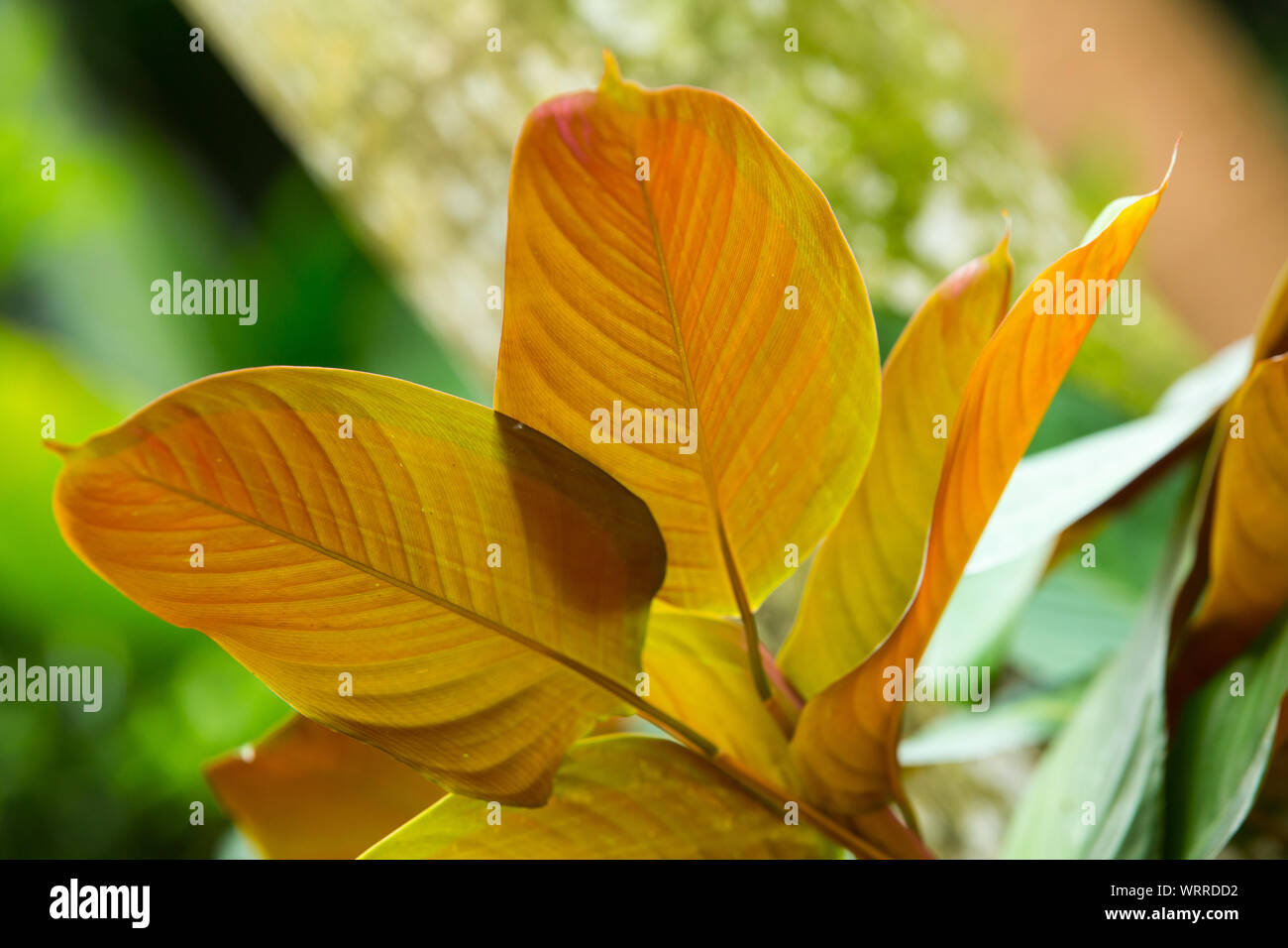 Philodendron "Red Emerald", Leaf have two colours Stock Photo - Alamy