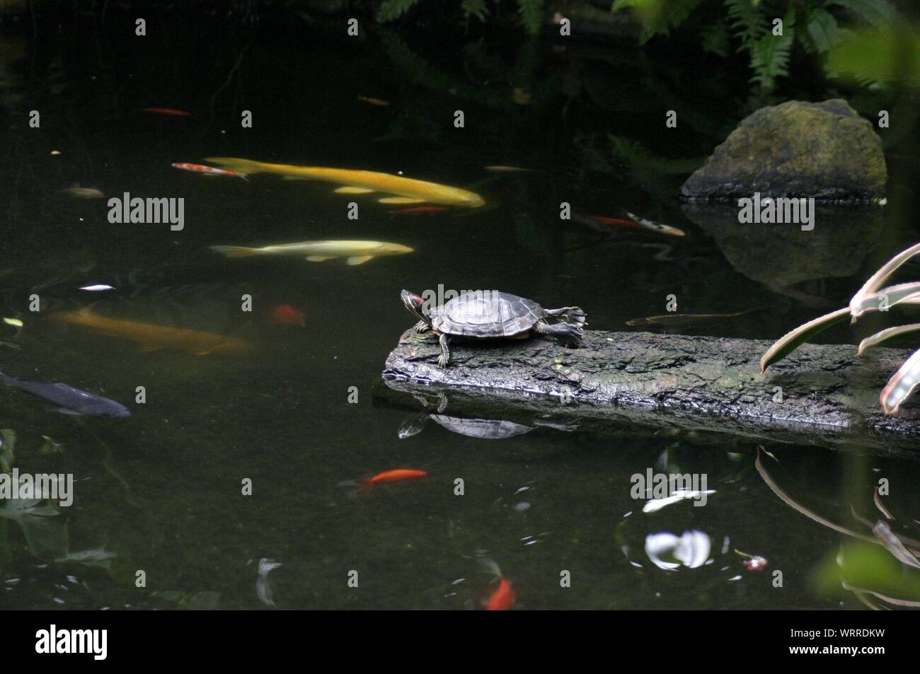 Turtle rocks hi-res stock photography and images - Alamy