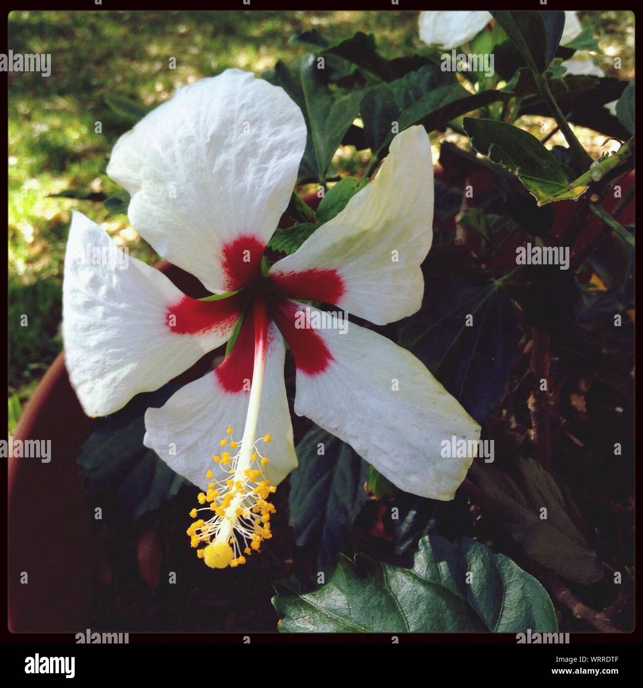 White hibiscus hi-res stock photography and images - Alamy