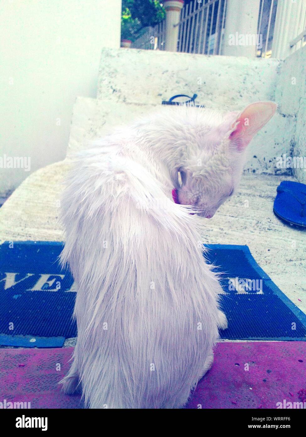 White Cat At Home Entrance Stock Photo - Alamy