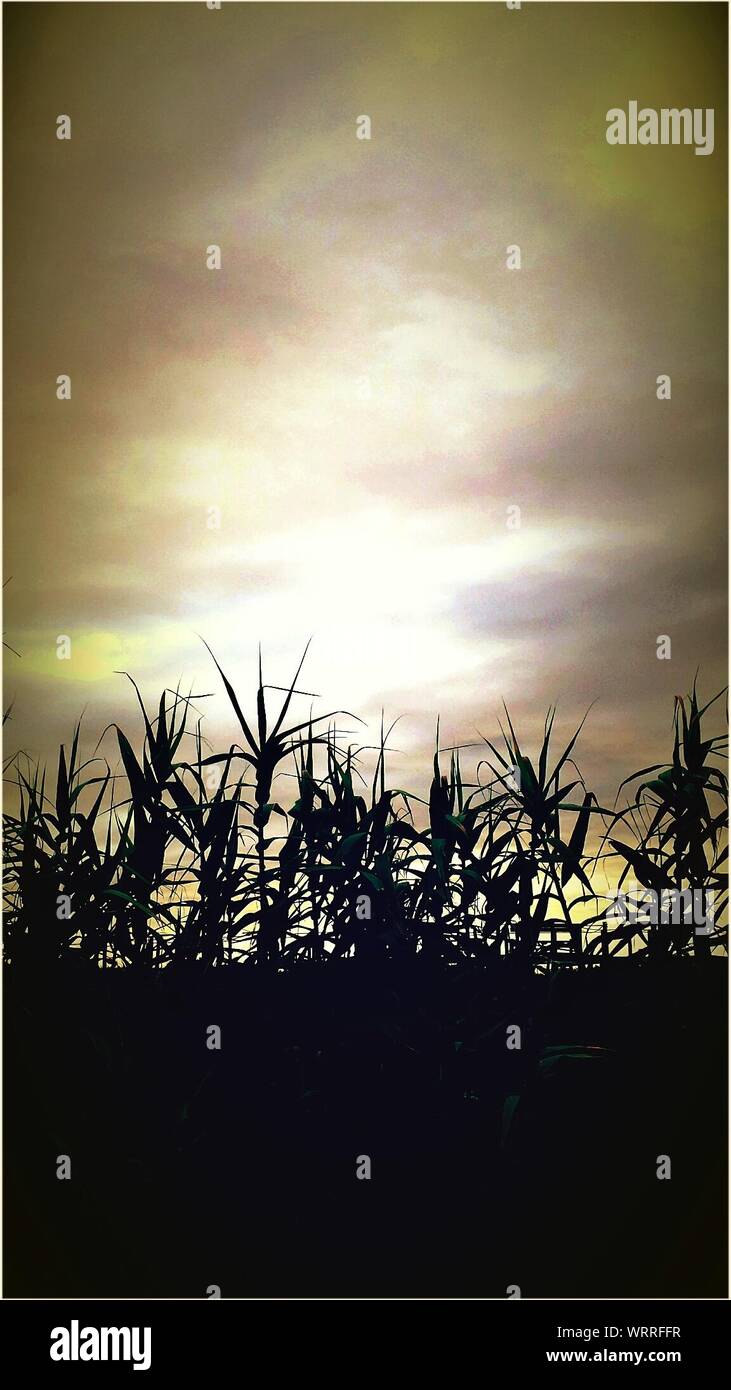 Silhouette corn sky sunset agriculture hi-res stock photography and ...