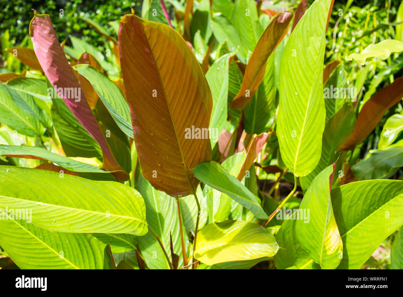 Philodendron "Red Emerald", Leaf have two colours Stock Photo - Alamy
