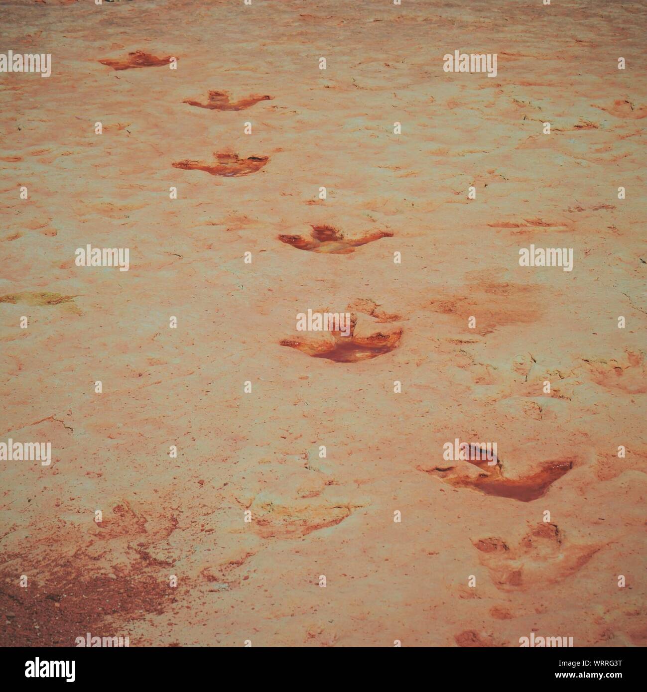 Fossil track hi-res stock photography and images - Alamy