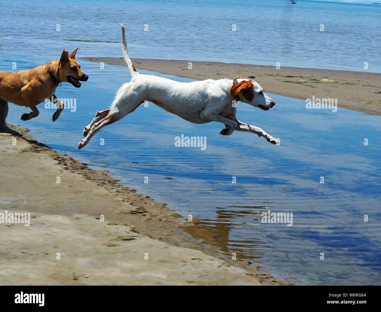 Dogs jumping hi-res stock photography and images - Alamy