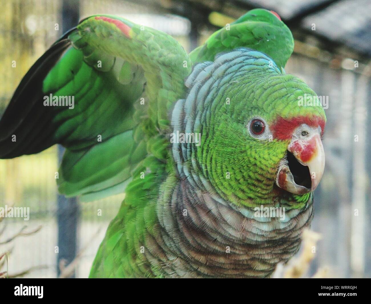 Parrot wings close up hi-res stock photography and images - Alamy