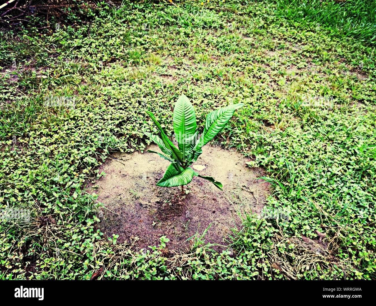 New plant growing hi-res stock photography and images - Alamy