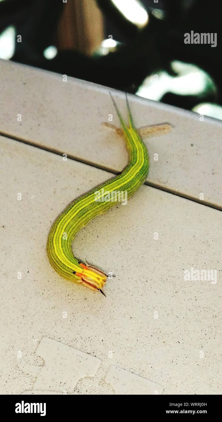 Inchworm hi-res stock photography and images - Alamy