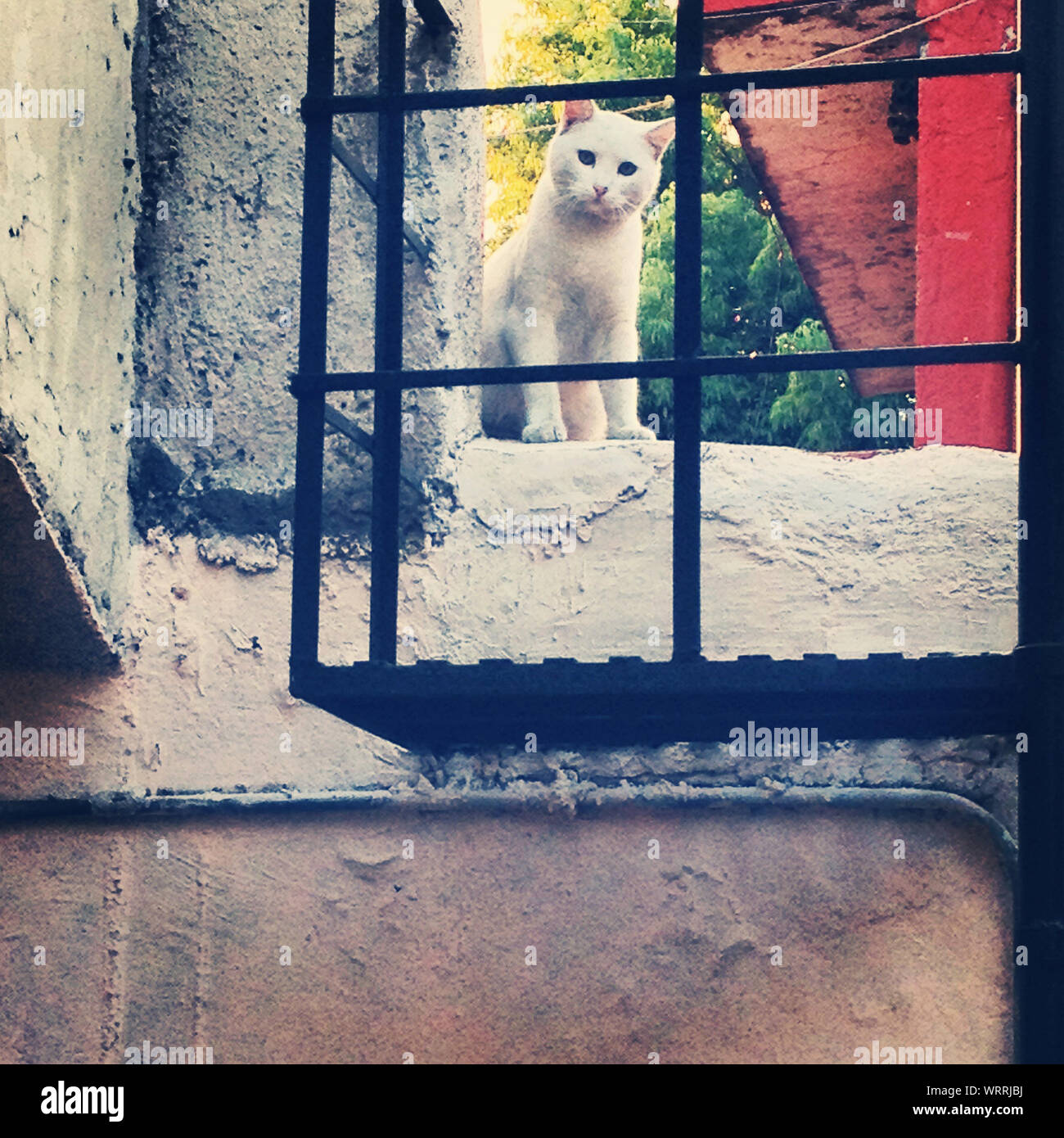Cat Railing High Resolution Stock Photography and Images - Alamy