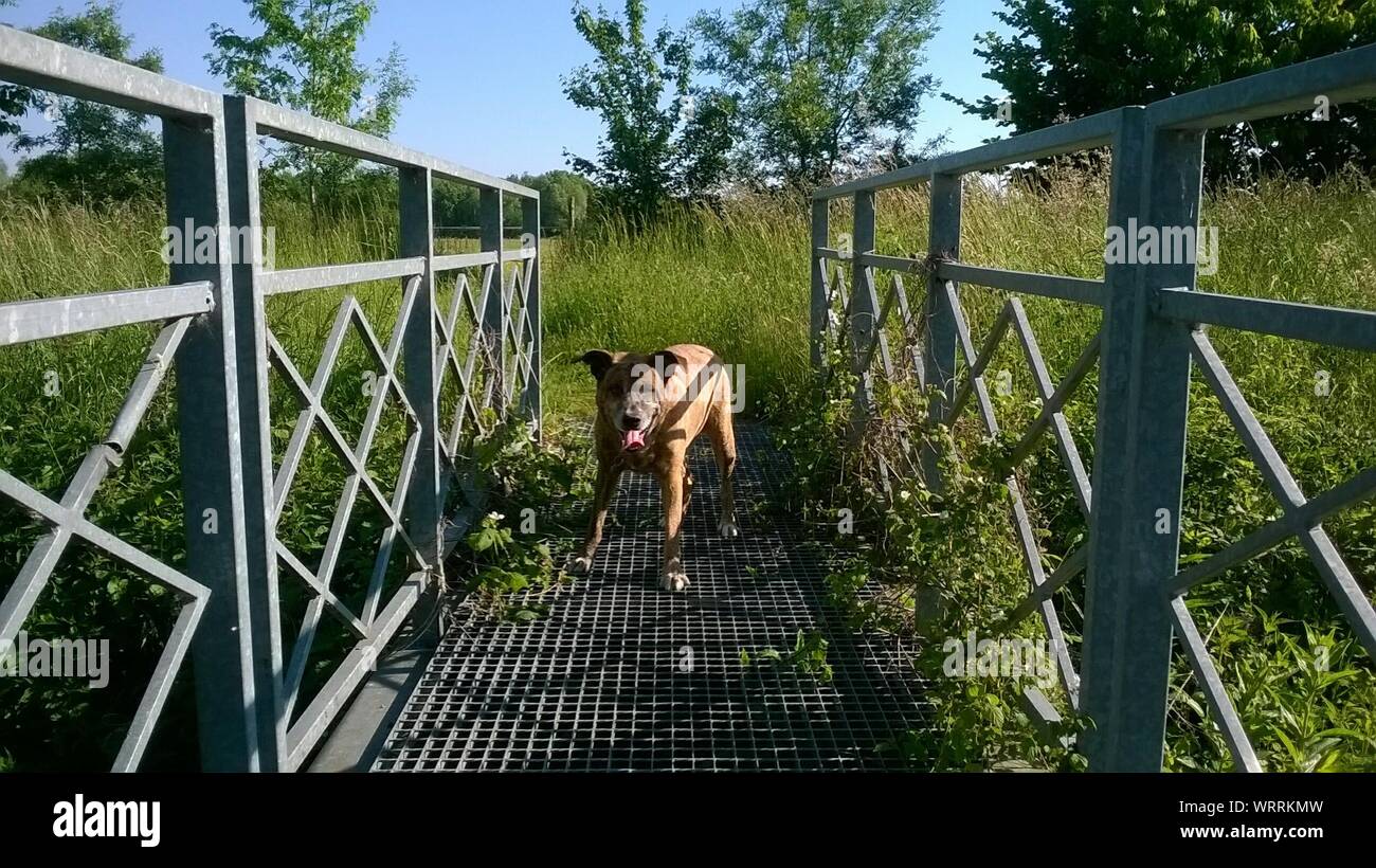 Metal bridge walkway hi-res stock photography and images - Alamy