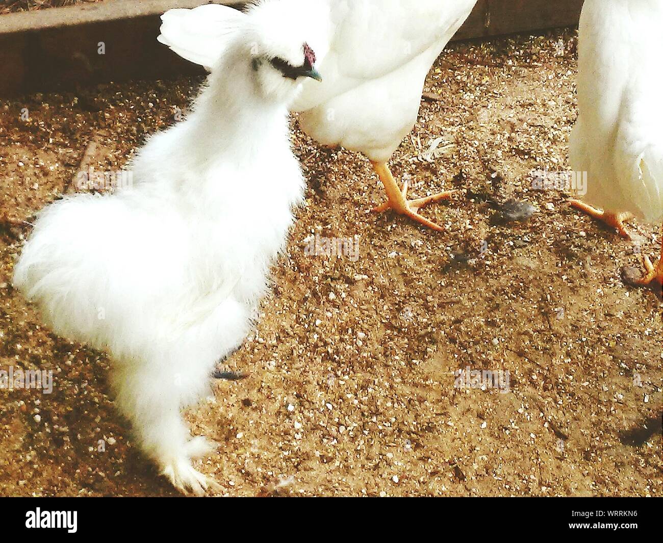 White chickens hi-res stock photography and images - Alamy