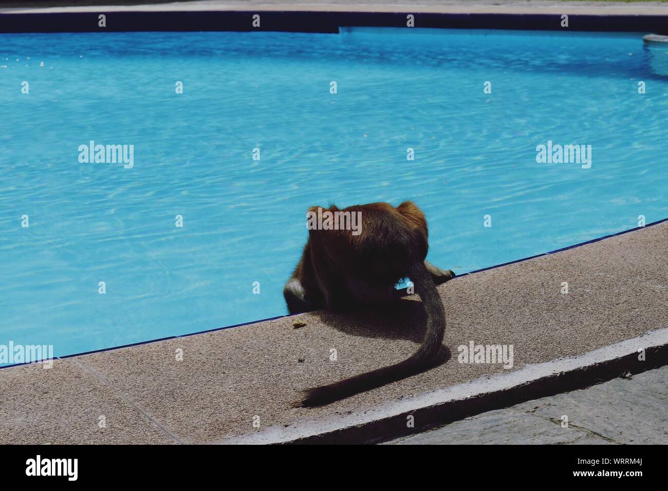 Monkey Swimming Pool High Resolution Stock Photography and Images - Alamy