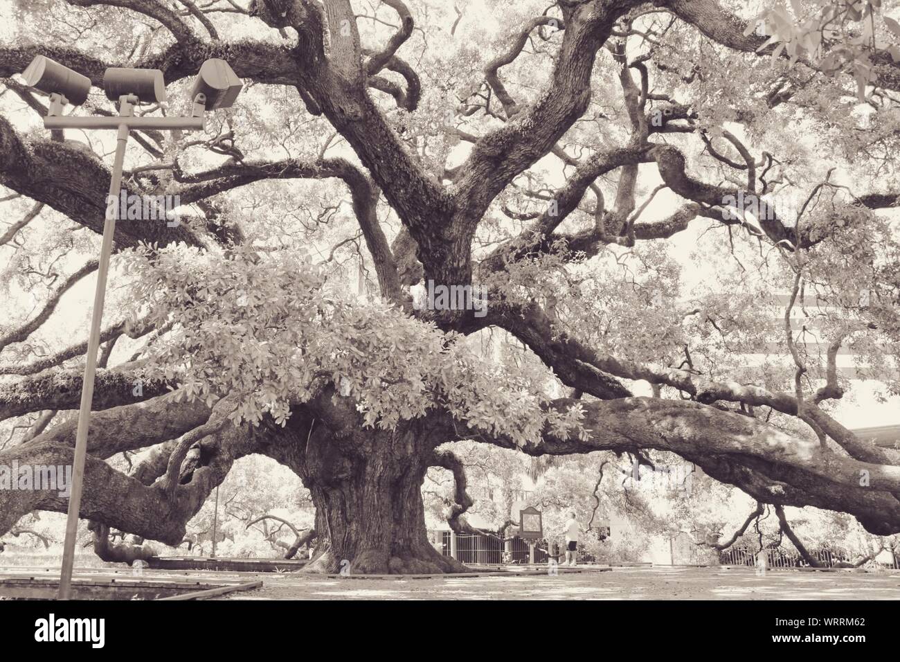 Large tree hi-res stock photography and images - Alamy