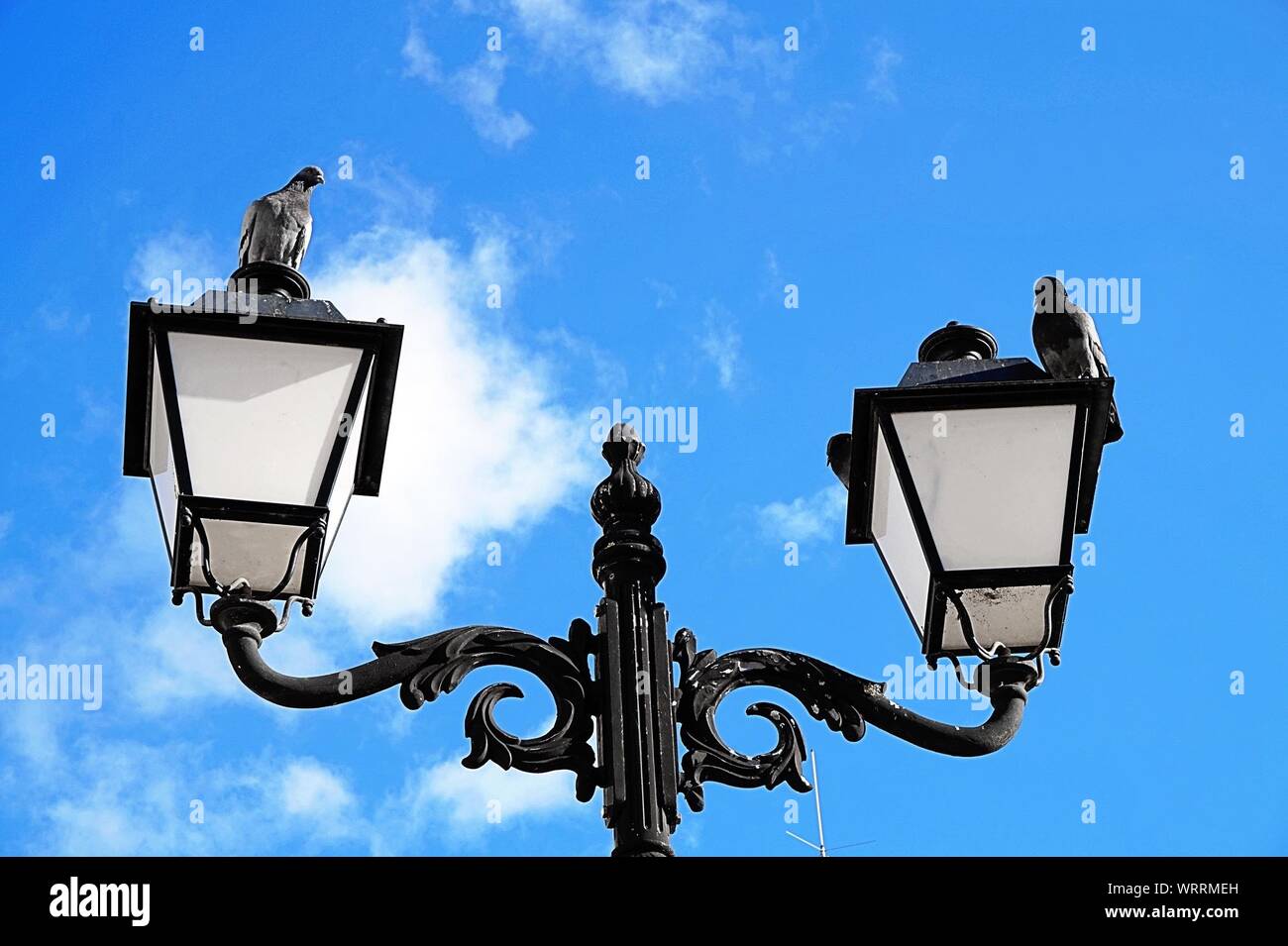 Pigeons street light animal wildlife hi-res stock photography and ...