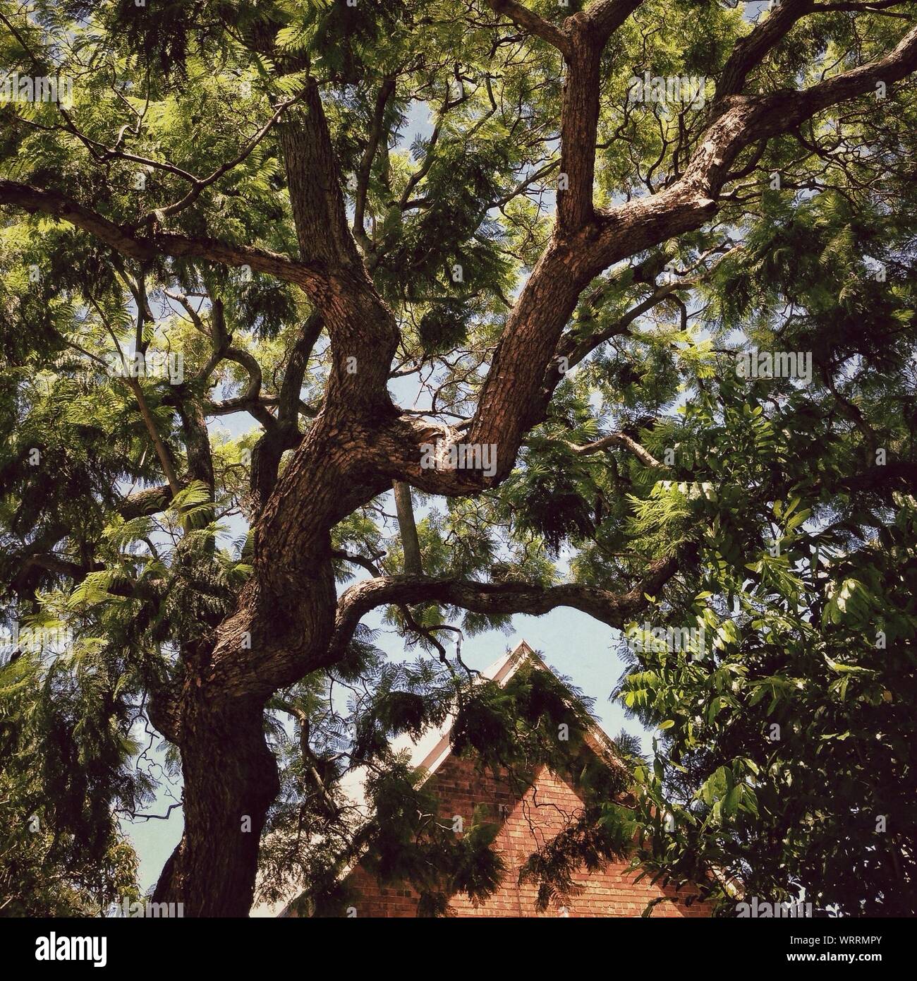 Spreading tree hi-res stock photography and images - Alamy