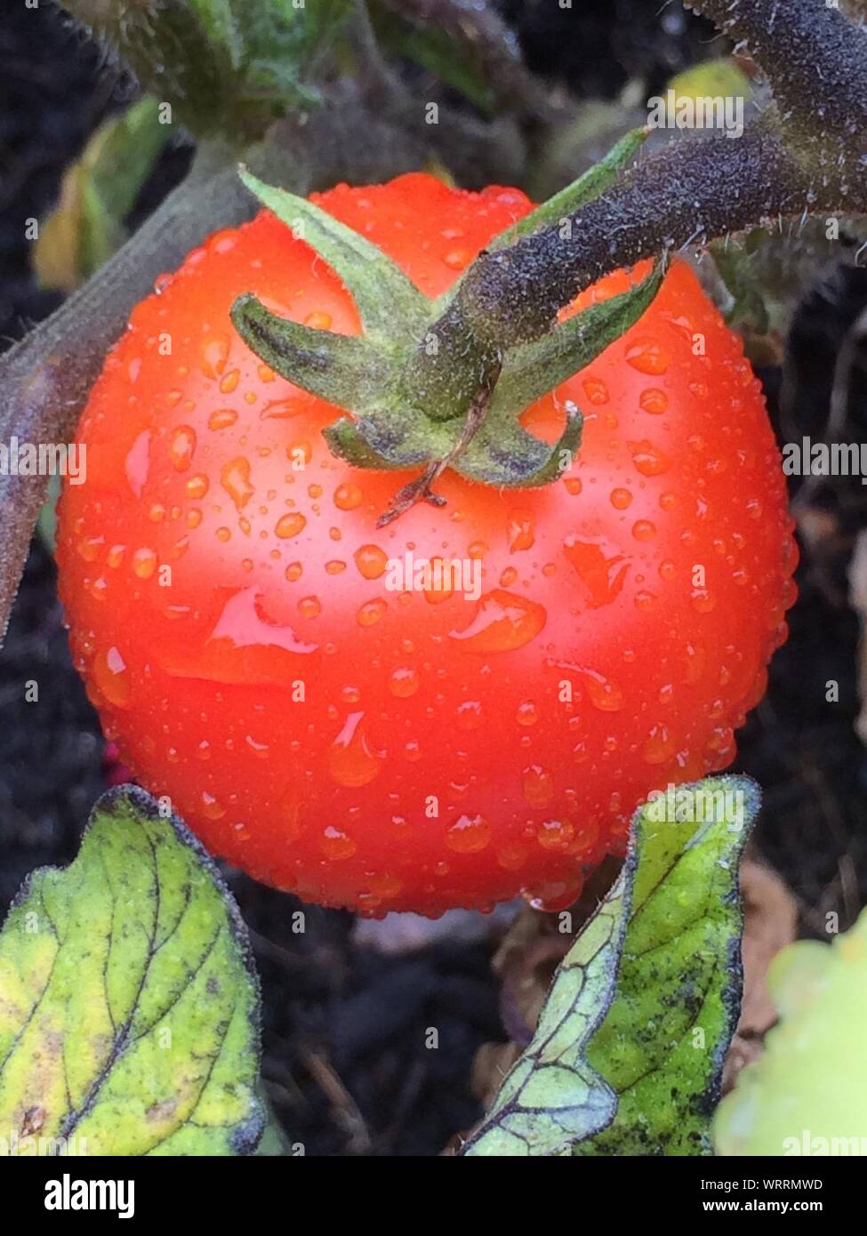 Tomato Sepal High Resolution Stock Photography and Images - Alamy