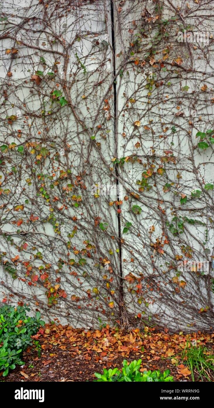 Ivy growing wall architecture hi-res stock photography and images - Alamy
