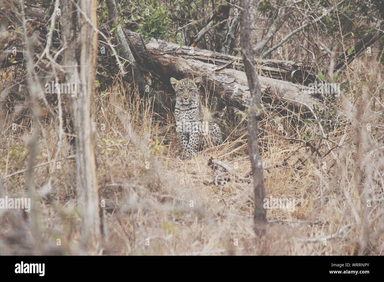 Portrait of a leopard hi-res stock photography and images - Alamy