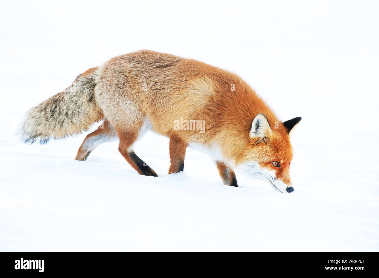 Walking red fox hi-res stock photography and images - Alamy