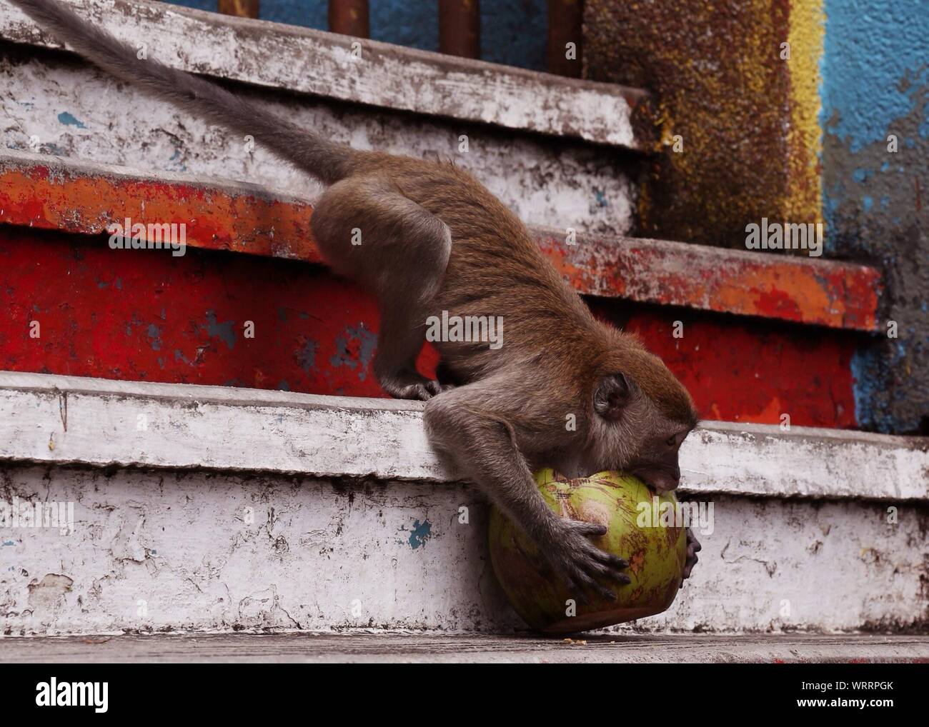 Monkey stairs hi-res stock photography and images - Alamy